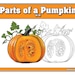 Parts of a Pumpkin Puzzle With Nomenclature Cards (6-9) | Montessori ...