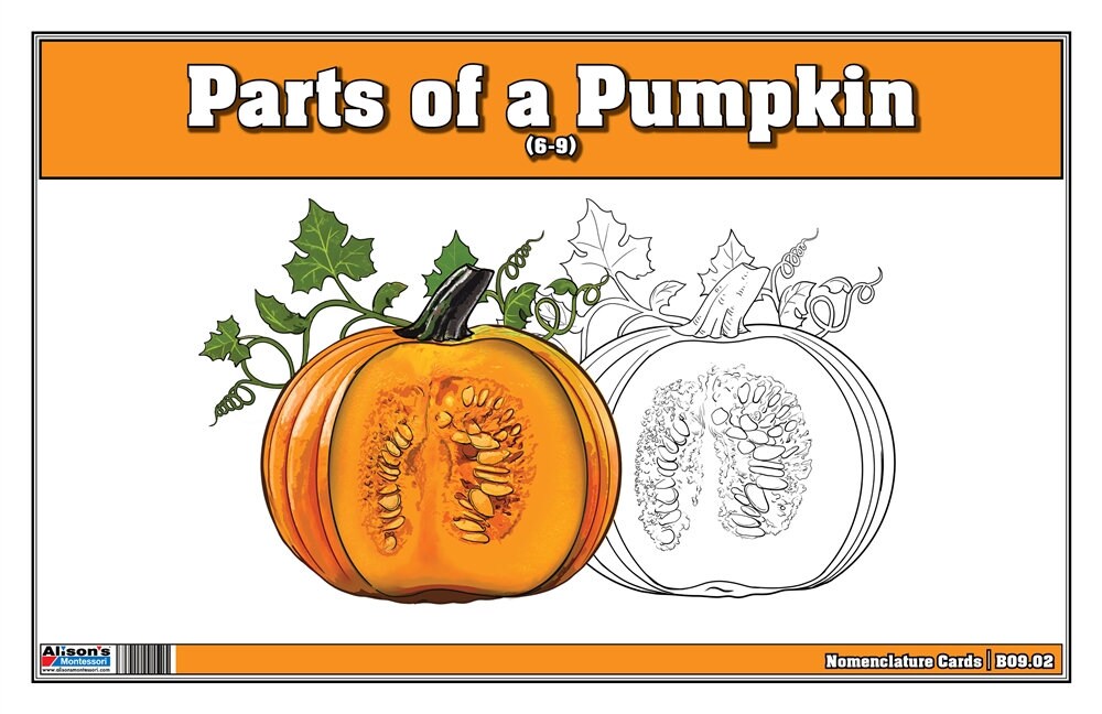 Parts of a Pumpkin Puzzle With Nomenclature Cards (6-9) | Montessori ...