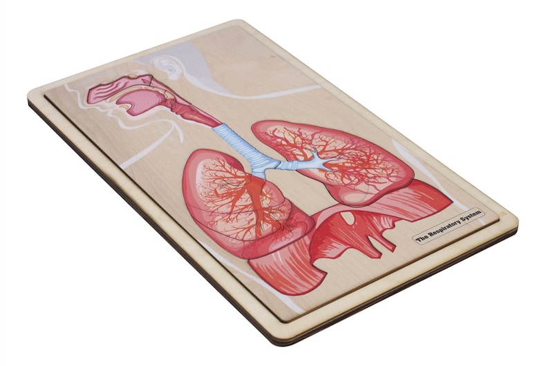 The Respiratory System Puzzle Montessori Science Learning | Etsy