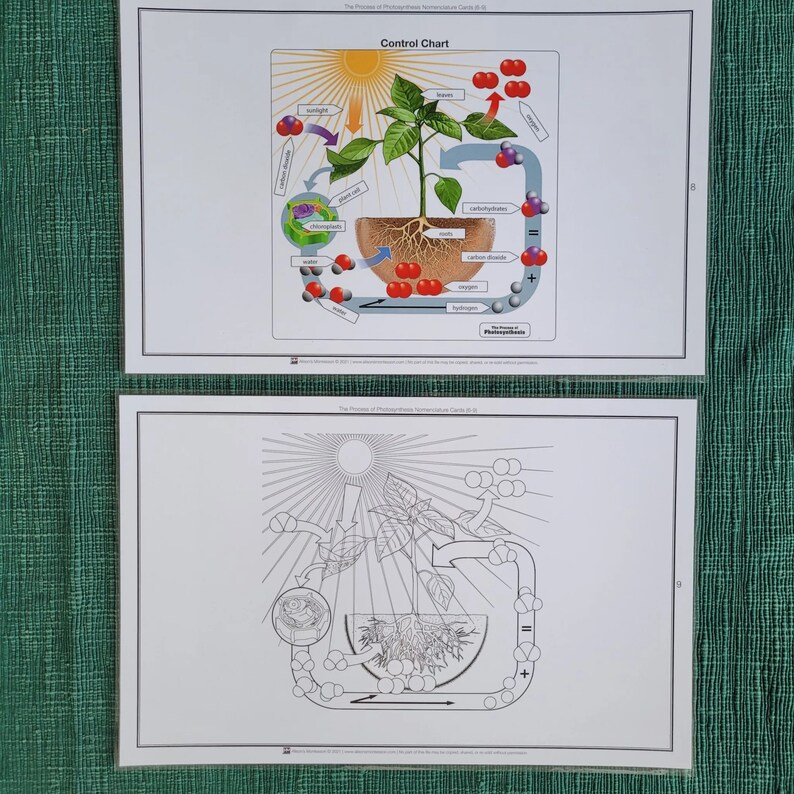 The Process of Photosynthesis Puzzle With Nomenclature Cards 3-6 ...