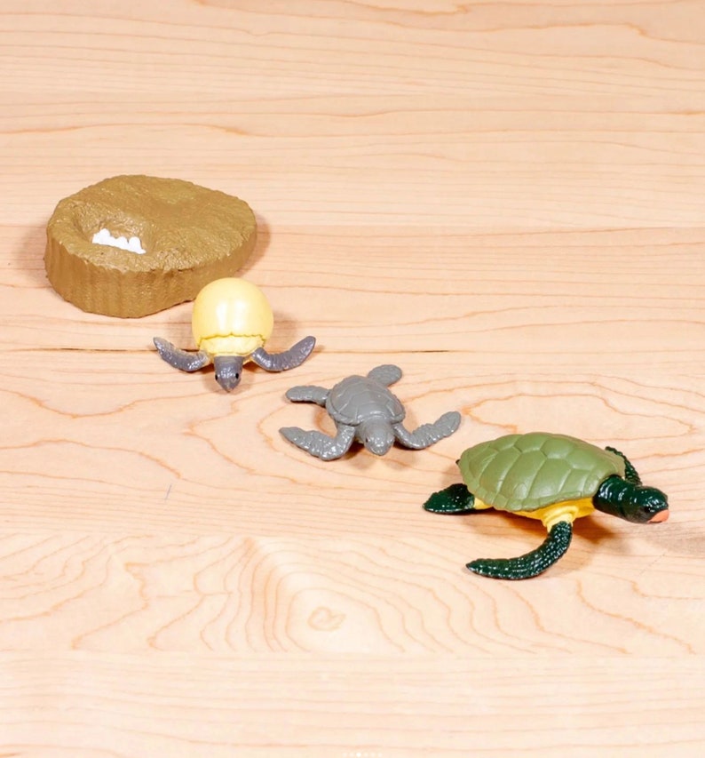 Wooden Life Cycle Set: Sea Turtle Montessori Life Cycles - Etsy