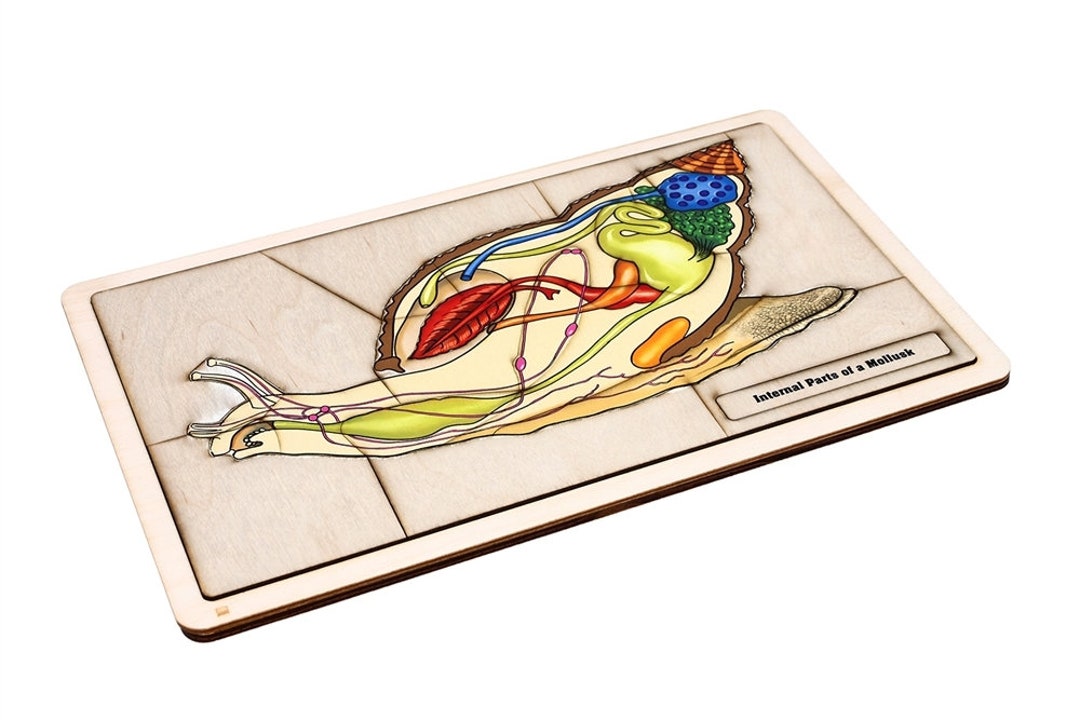 Internal Parts of a Mollusk Puzzle With Nomenclature Cards (6-9 ...