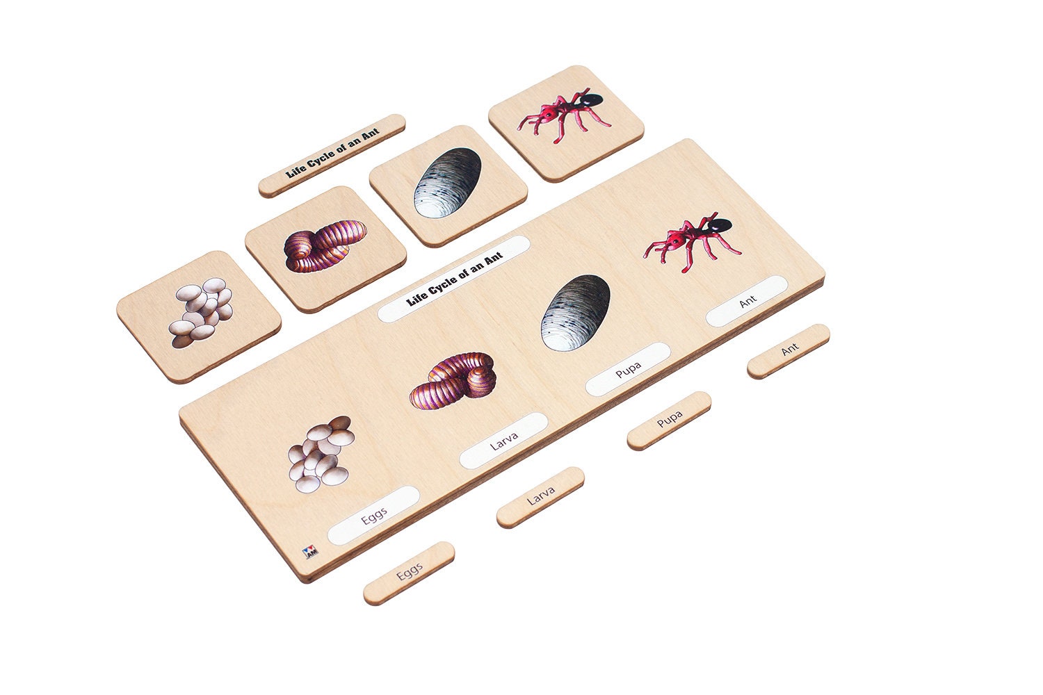 Wooden Life Cycle of an Ant Puzzle Life Cycle Learning Montessori ...