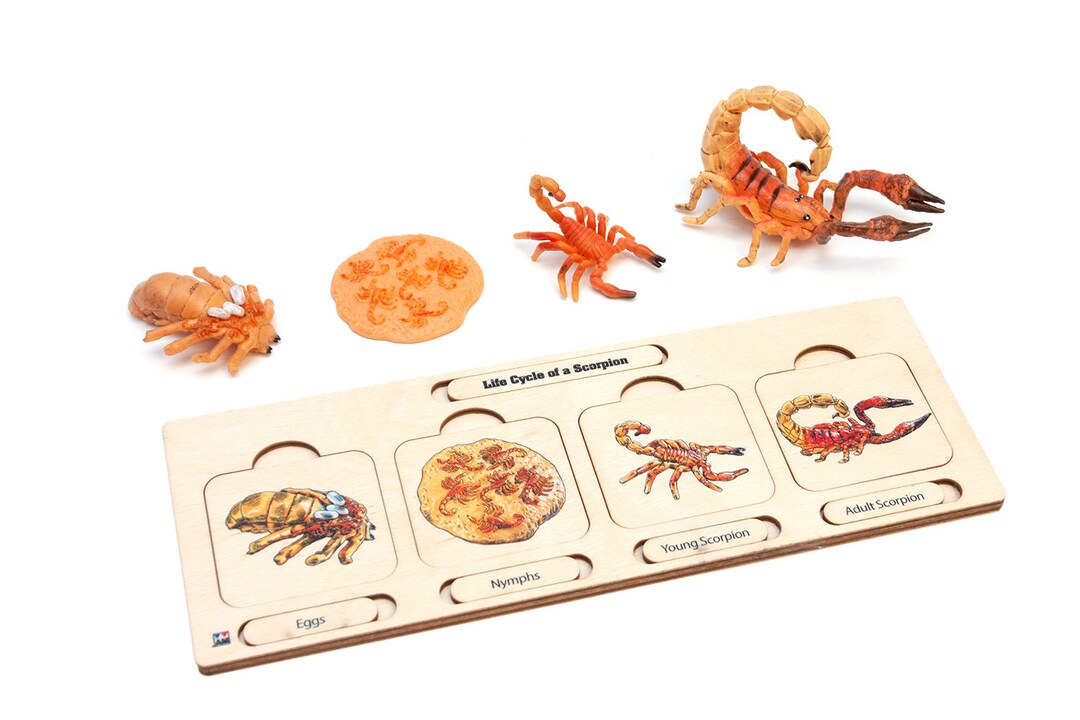 Wooden Life Cycle Set: Scorpion Montessori Puzzles - Etsy