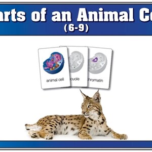 Parts of an Animal Cell Puzzle With Nomenclature Cards (6-9 ...