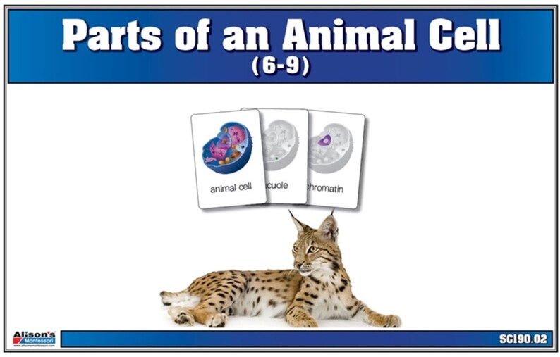 Parts of an Animal Cell Puzzle With Nomenclature Cards (6-9 ...