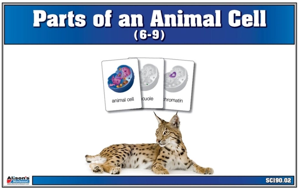 Parts of an Animal Cell Puzzle With Nomenclature Cards (6-9 ...
