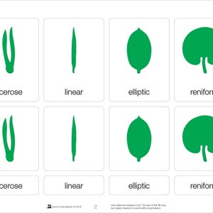 Types of Leaves Puzzle With Nomenclature Cards 3-6 (printed ...