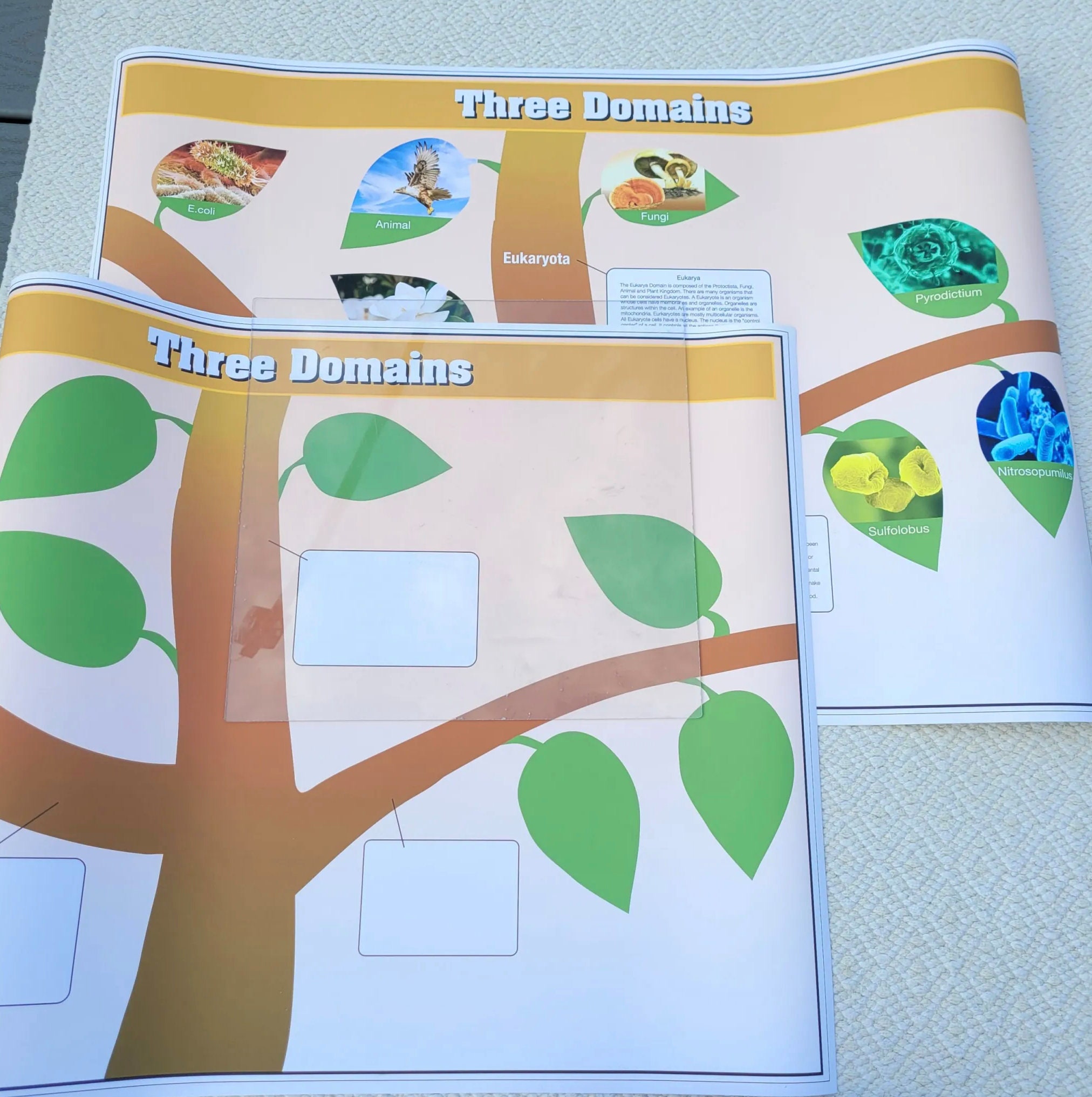 The Three Domains Chart Complete Set | Three Domains of Life | Alison's ...