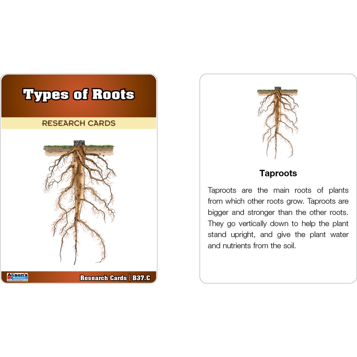 Types of Roots Puzzle Montessori Materials Montessori Botany Curriculum ...
