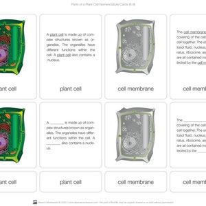 Parts of a Plant Cell Puzzle With Nomenclature Cards (6-9) | Montessori ...