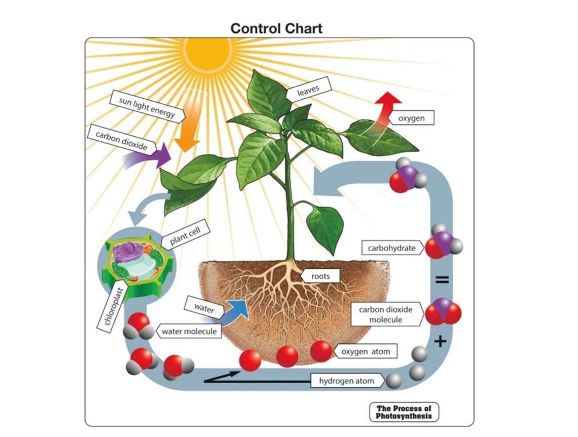 The Process of Photosynthesis Puzzle With Nomenclature Cards - Etsy