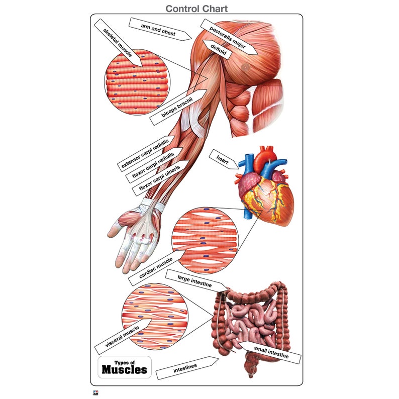 Types of Muscles Puzzle | Montessori Puzzles | Learning Puzzles | Human ...