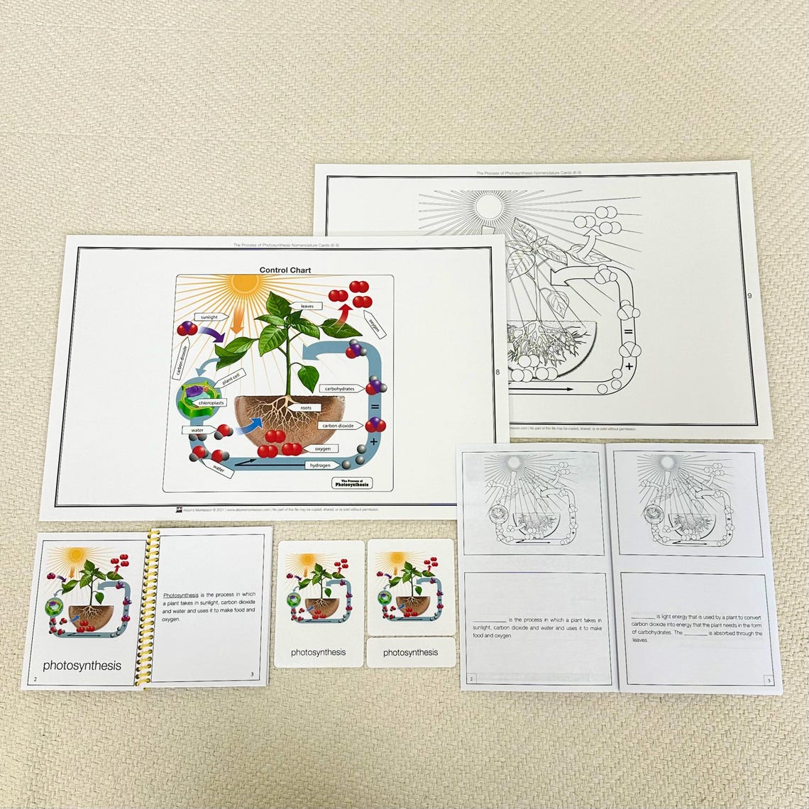 The Process of Photosynthesis Puzzle With Nomenclature Cards (6-9 ...