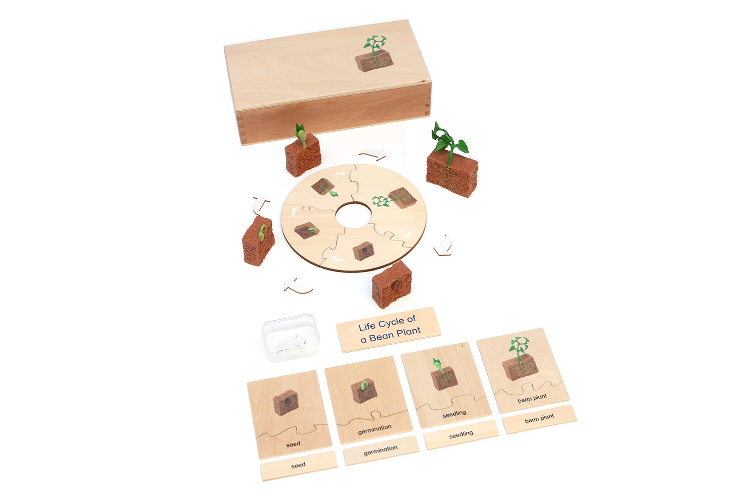 Life Cycle Set of a Bean Plant Montessori Life Cycle Bean Plant Life ...