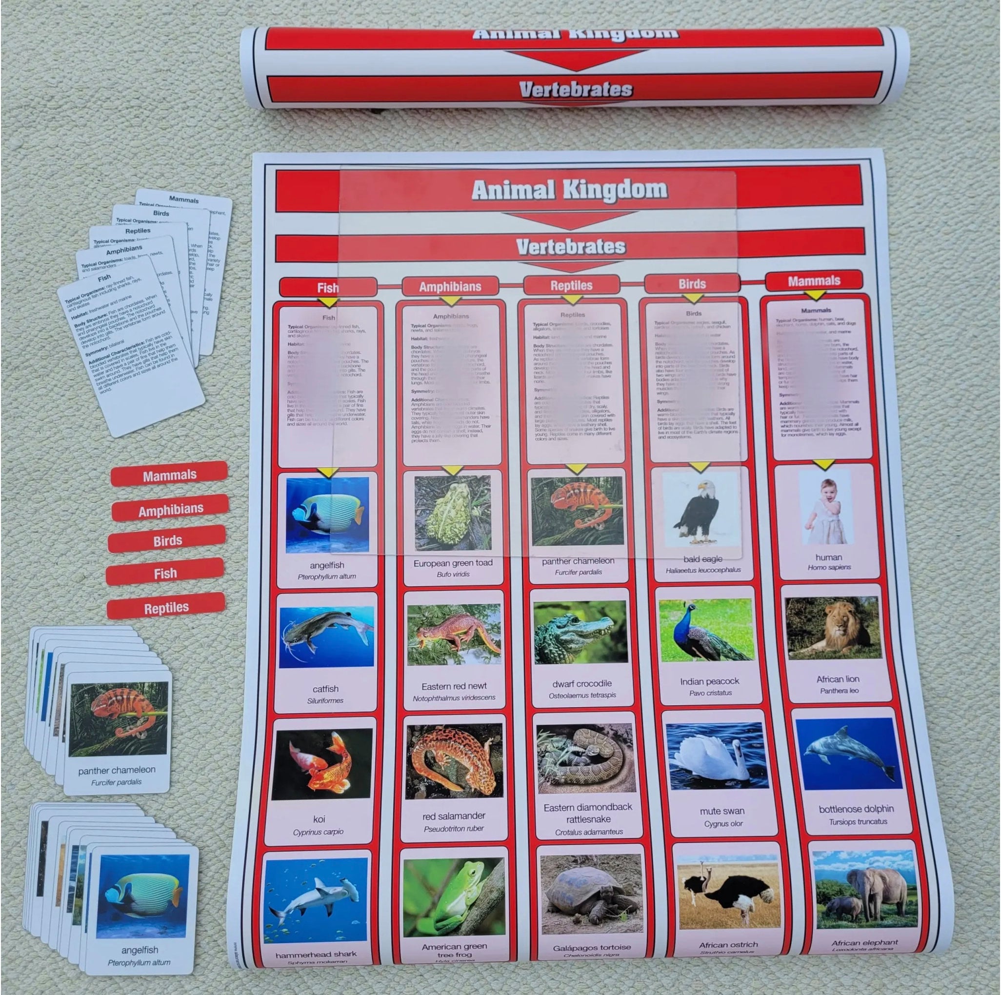 Animal Kingdom Science Chart