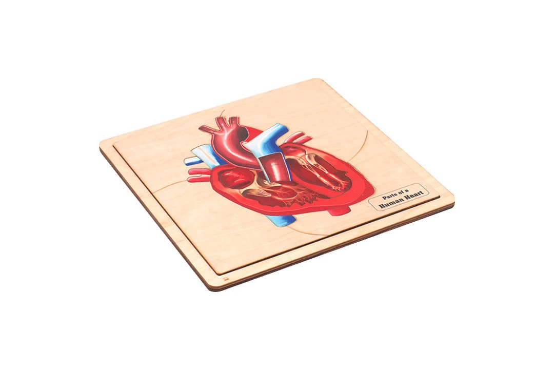 Montessori Parts of a Human Heart Puzzle | Human Heart Puzzle | Anatomy ...