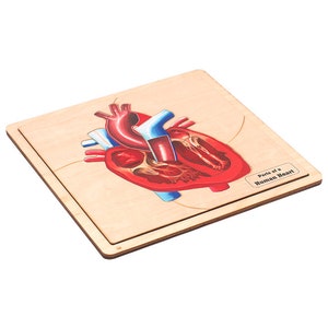 Montessori Parts of a Human Heart Puzzle | Human Heart Puzzle | Anatomy ...