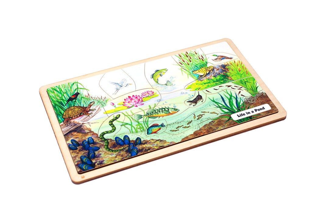 Life in a Pond Puzzle | Montessori Puzzle | Pond Life | Montessori ...