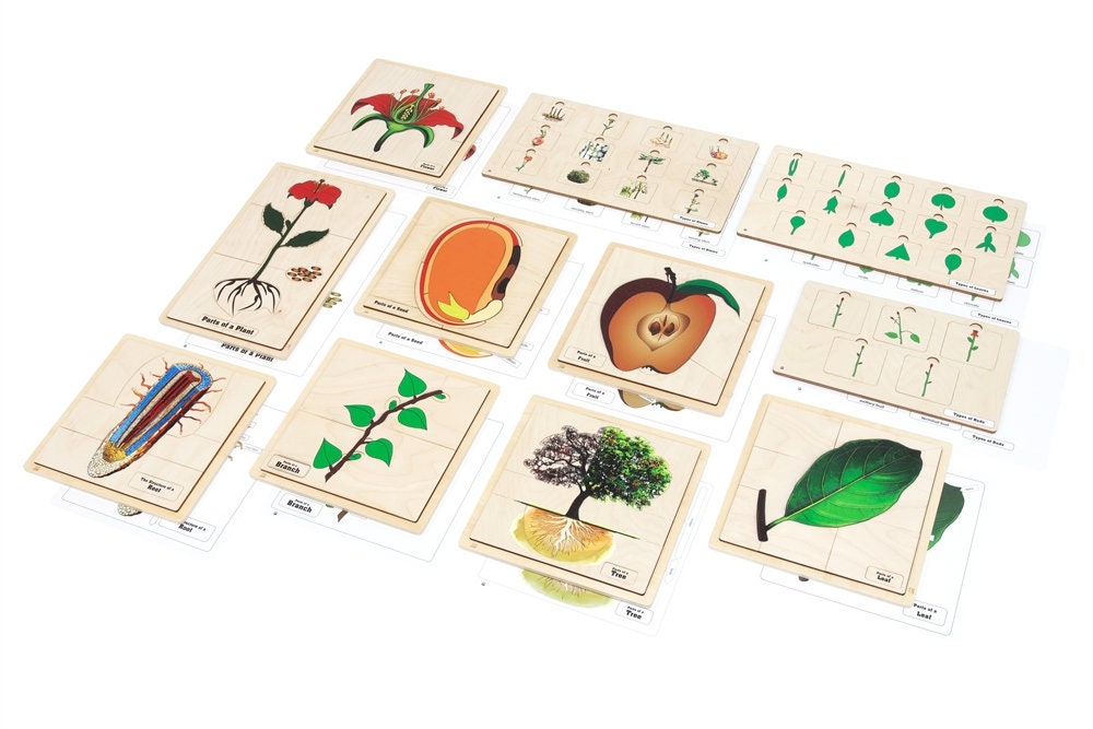 Primary Classified Botany Nomenclature Cards printed Complete Set ...