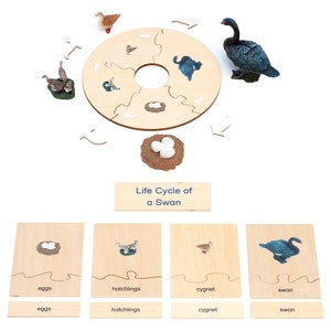 Life Cycle Set of a Swan - Montessori Life Cycle - Swan Life Cycle ...