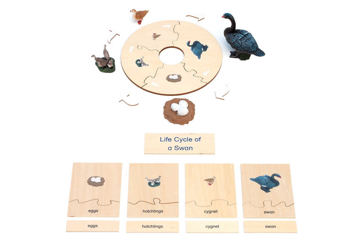 Life Cycle Set of a Swan Montessori Life Cycle Swan Life Cycle ...