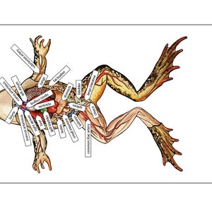 Internal Parts of a Frog Puzzle With Nomenclature Cards (6-9) (printed ...