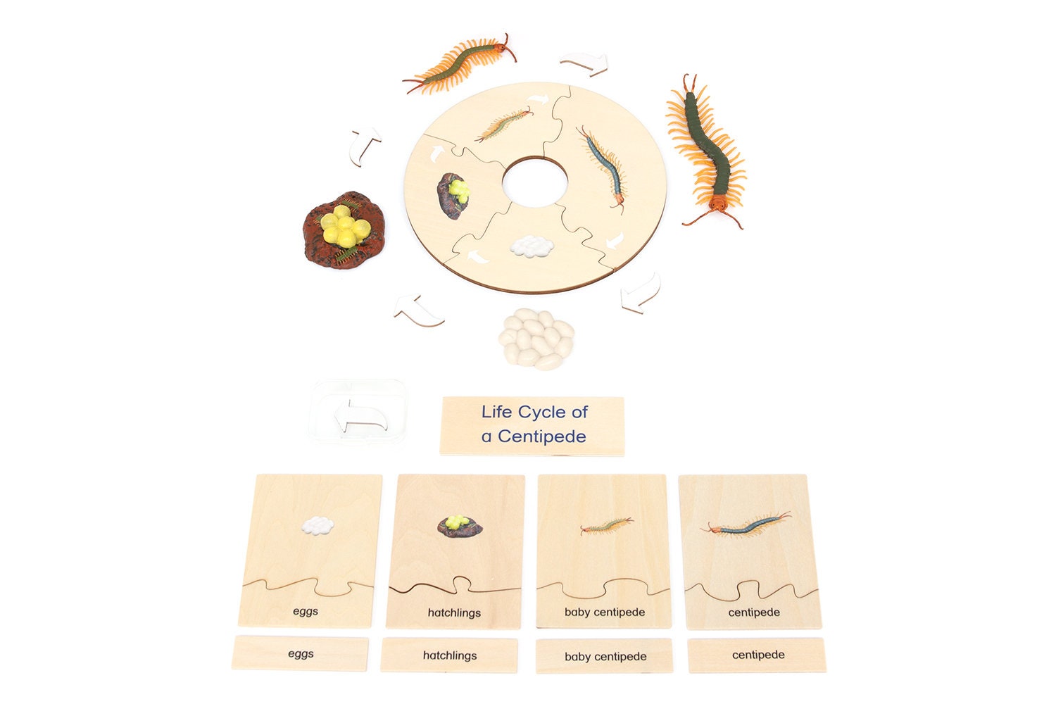 Life Cycle Set of a Centipede - Montessori Life Cycle - Centipede Life ...