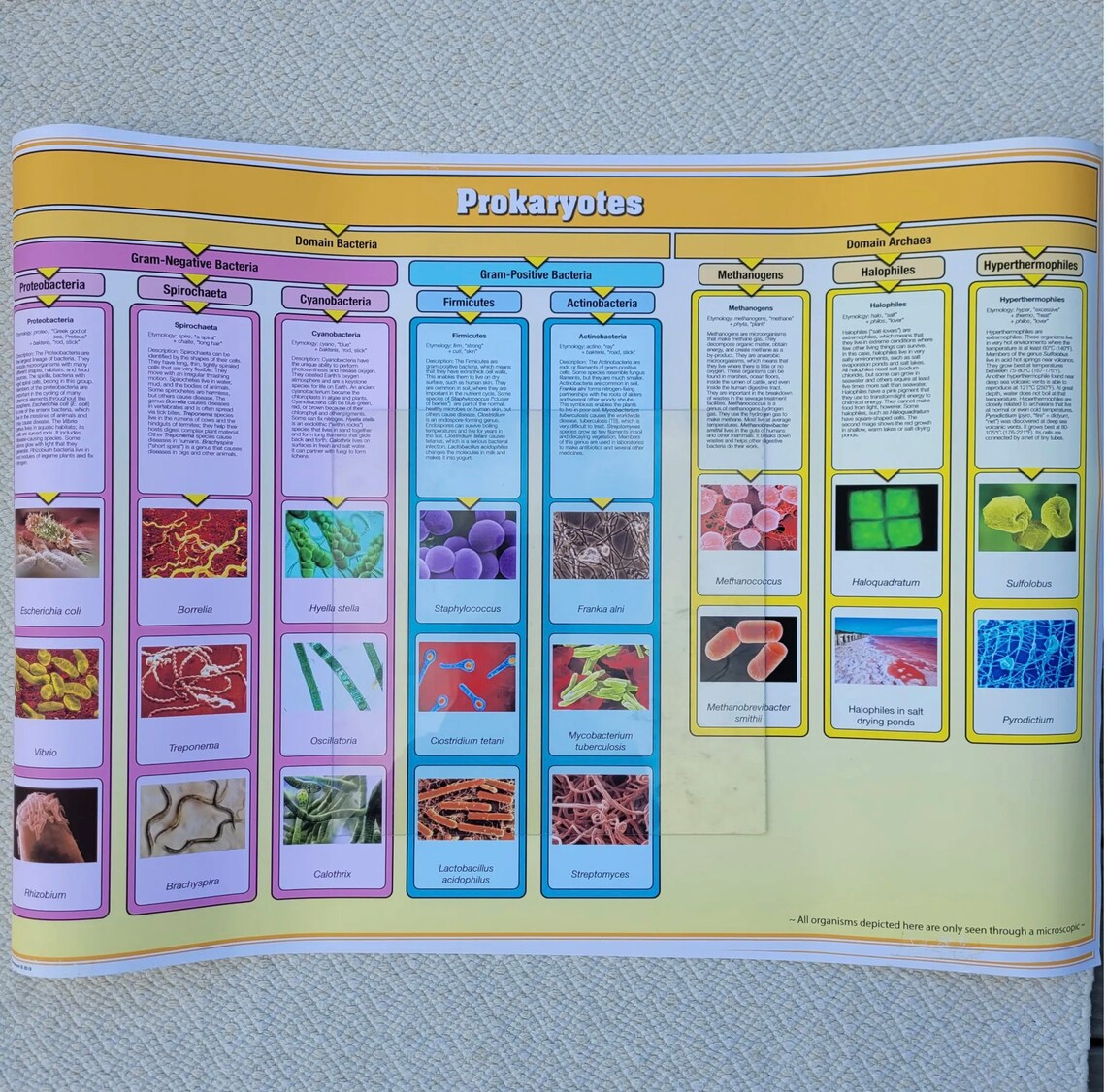 Prokaryotes Chart Complete Set | Prokaryotes Printable | Montessori ...