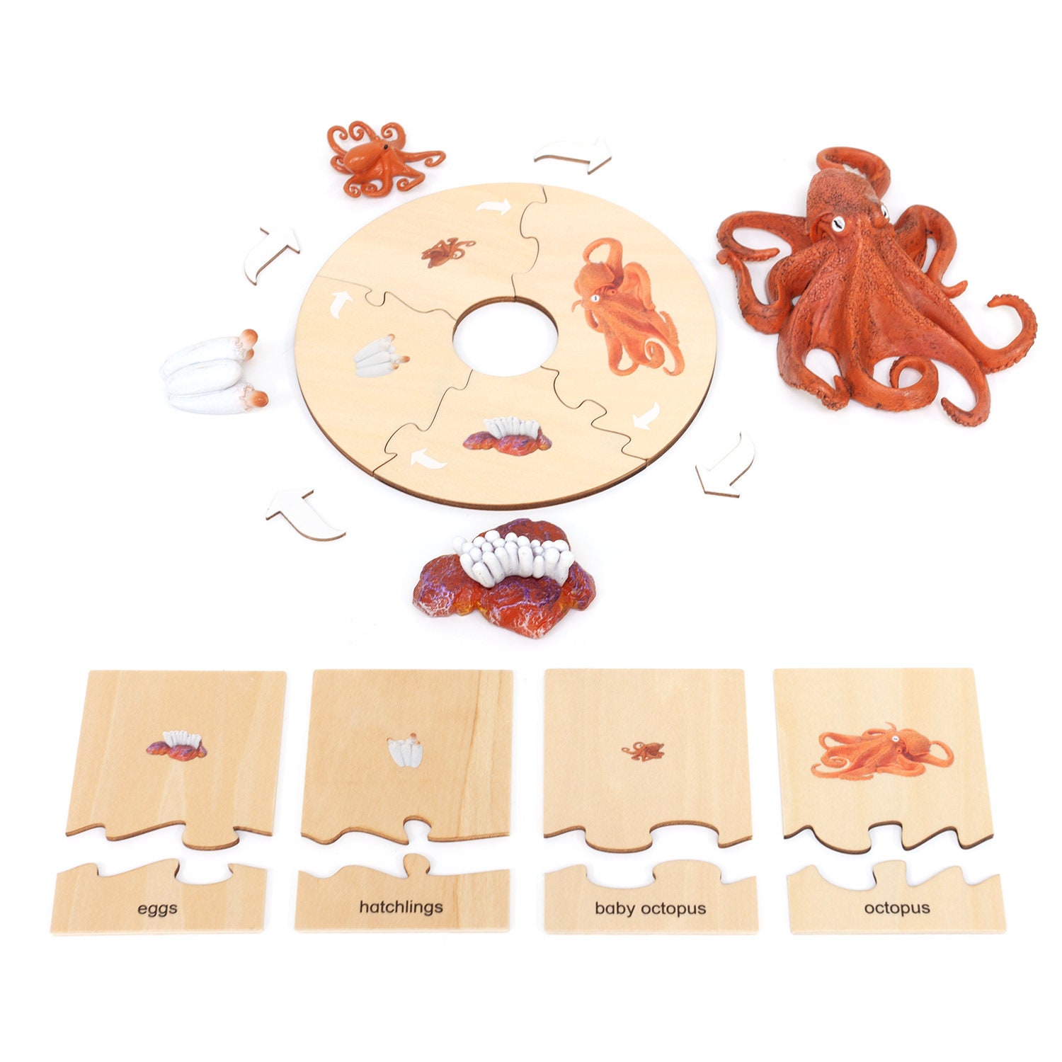 Life Cycle Set of a Octopus - Montessori Life Cycle - Octopus Life ...