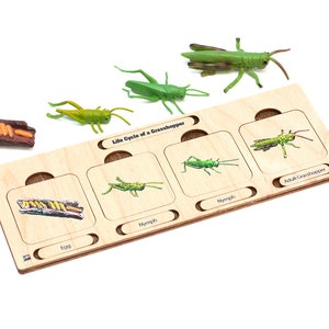 Wooden Life Cycle Set: Grasshopper | Montessori Puzzles | Montessori ...