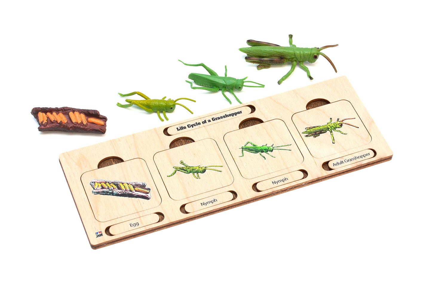 Wooden Life Cycle Set: Grasshopper | Montessori Puzzles | Montessori ...