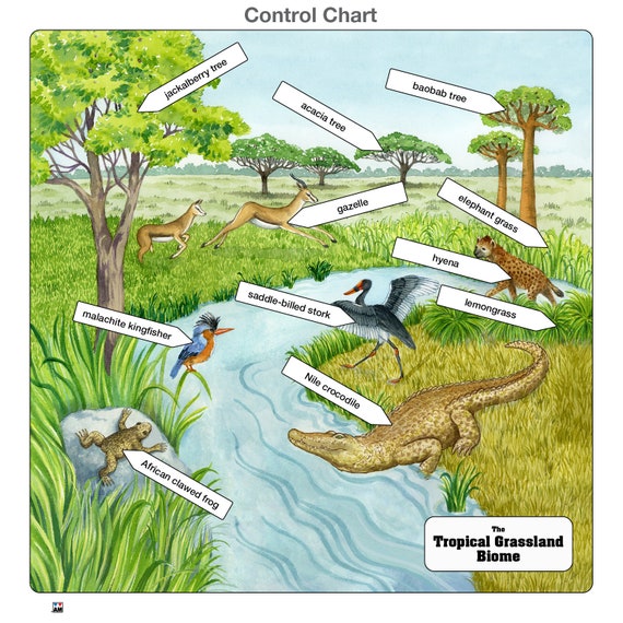 Tropical Grassland Biome Animals And Plants