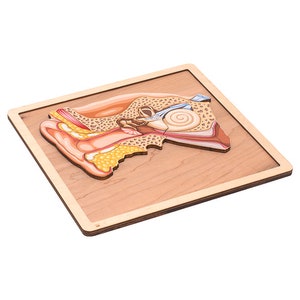 Montessori Parts of a Human Ear Puzzle - Montessori Science Materials ...