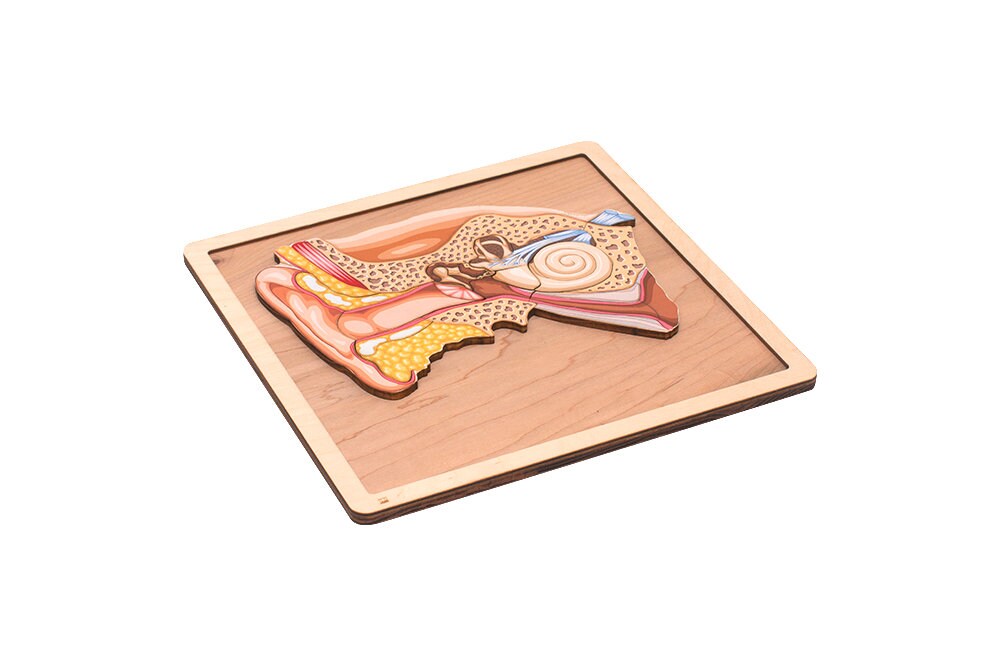 Montessori Parts of a Human Ear Puzzle Montessori Science Materials ...