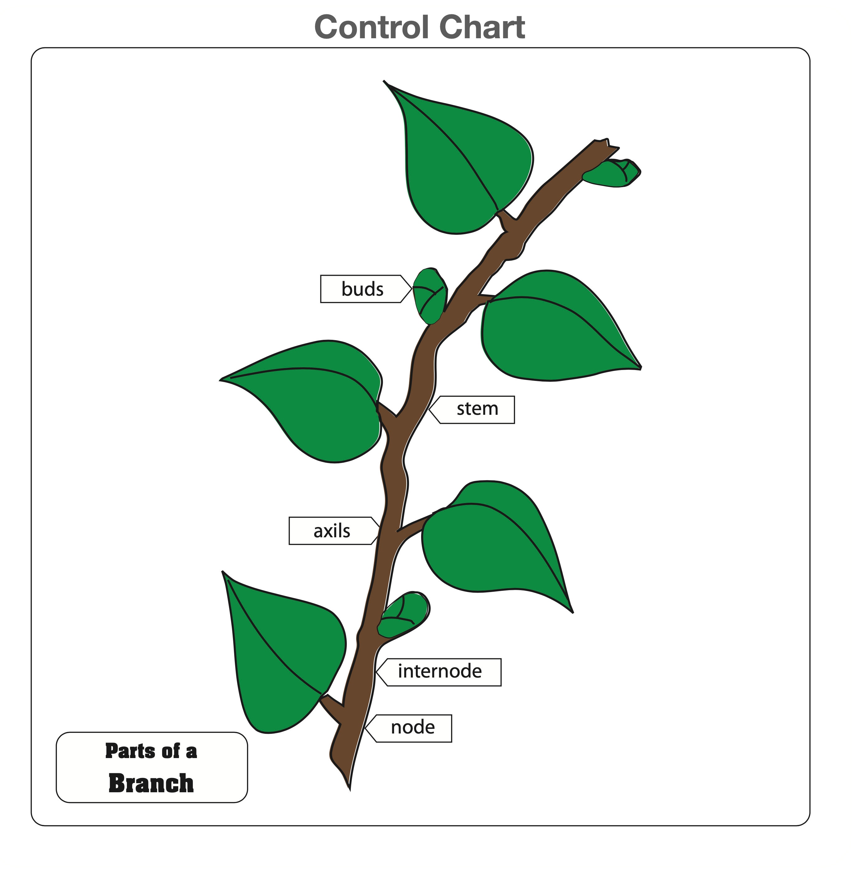 Montessori Parts of a Branch Puzzle - Montessori Puzzle - Board Games ...