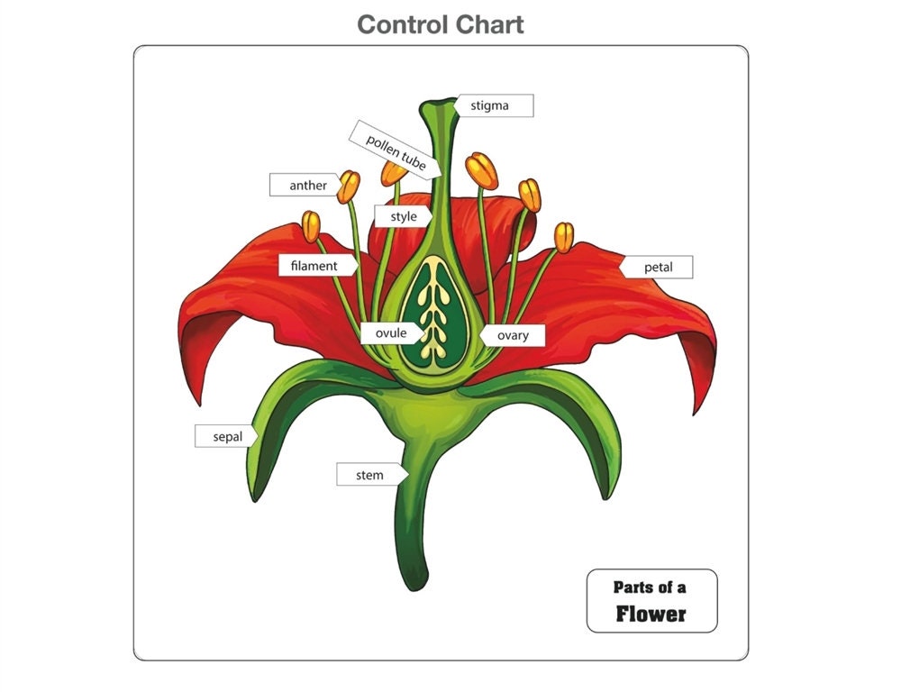 Parts of a Flower Puzzle With Nomenclature Cards (printed) (3-6 ...