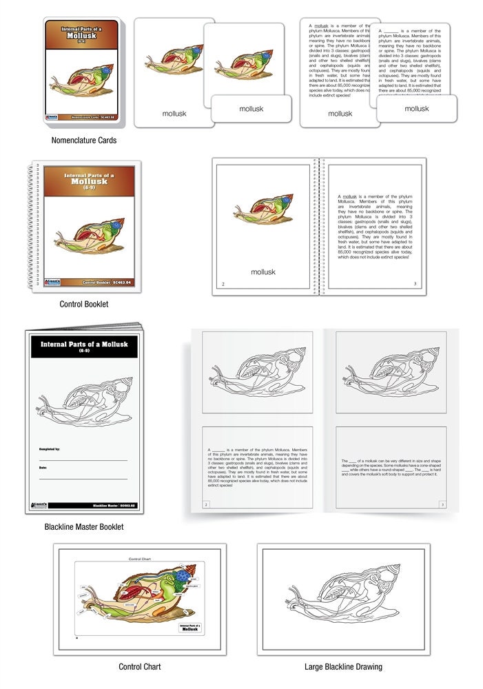 Internal Parts of a Mollusk Puzzle With Nomenclature Cards (6-9 ...