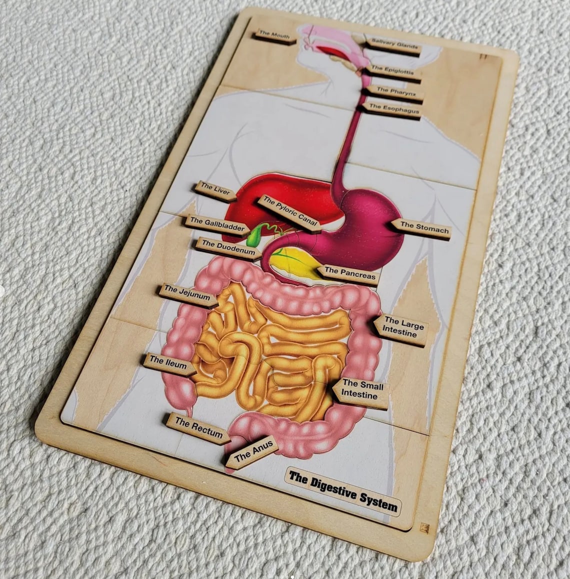 The Digestive System Puzzle Human Digestive System Montessori Human ...
