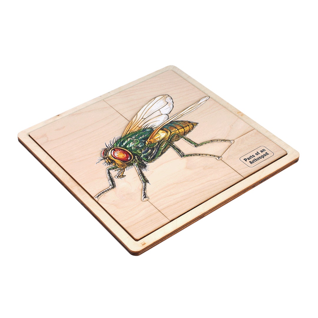 Parts of an Arthropod Puzzle - Montessori Zoology Learning ...