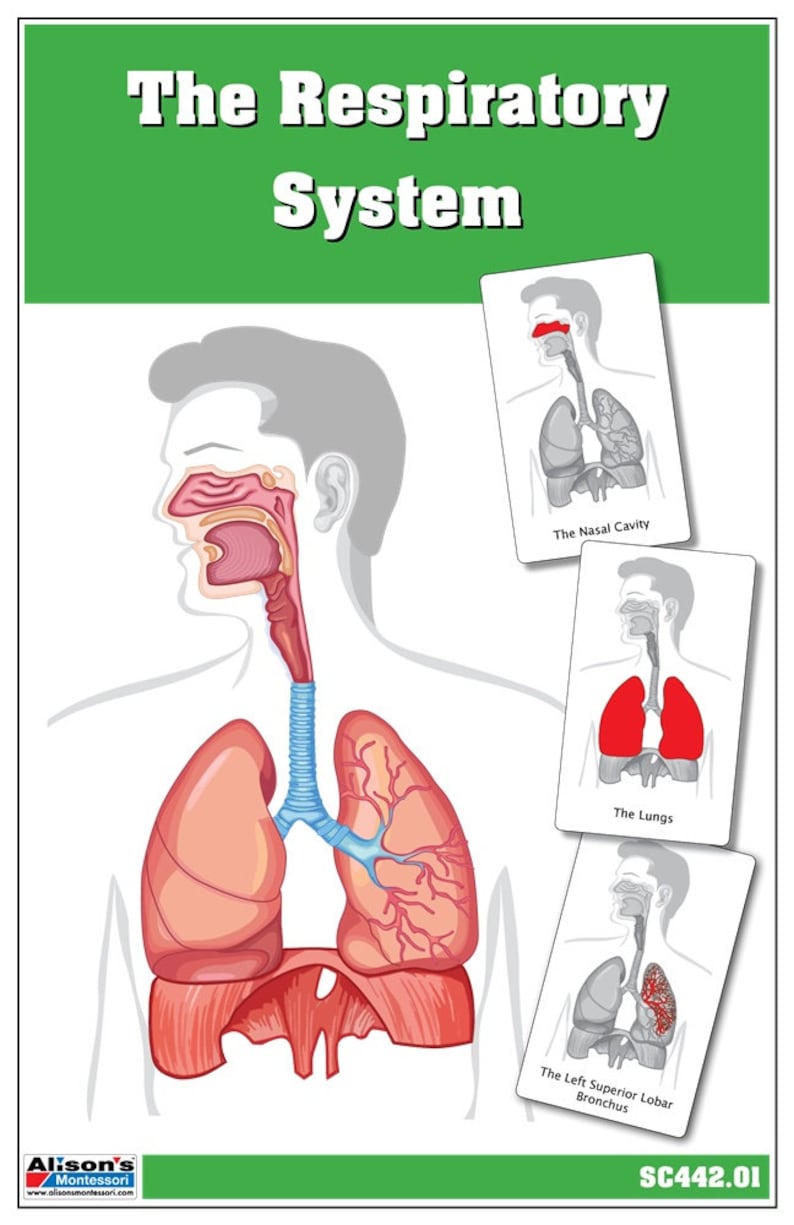 The Respiratory System Puzzle With Nomenclature Cards 3-6 - Etsy