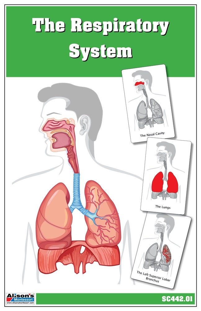 The Respiratory System Puzzle With Nomenclature Cards 3-6 Montessori ...