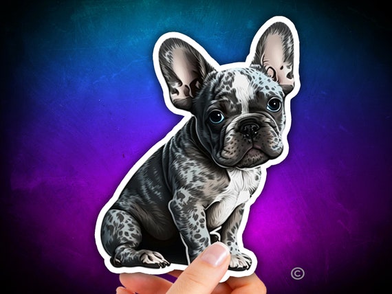 Merle French Bulldog