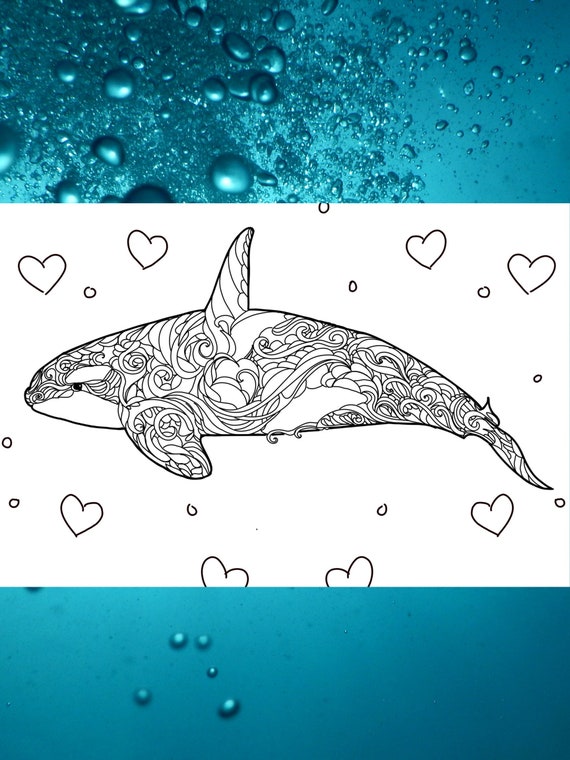 Orca Whale Killer Whale Printable Adult Coloring Page | Etsy