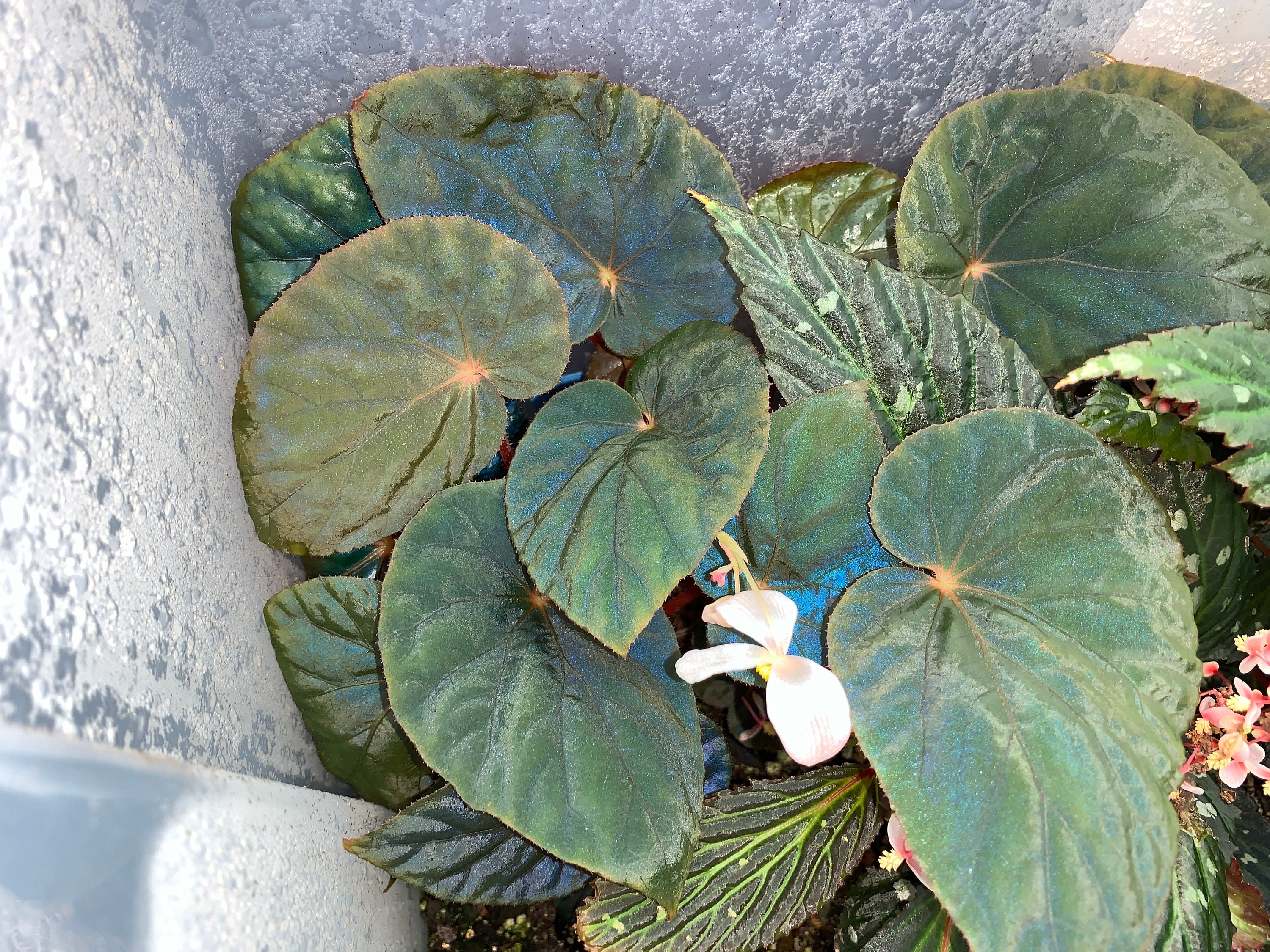 SEEDS - Begonia Pavonina "dark Form/dark Blue Form" - Etsy