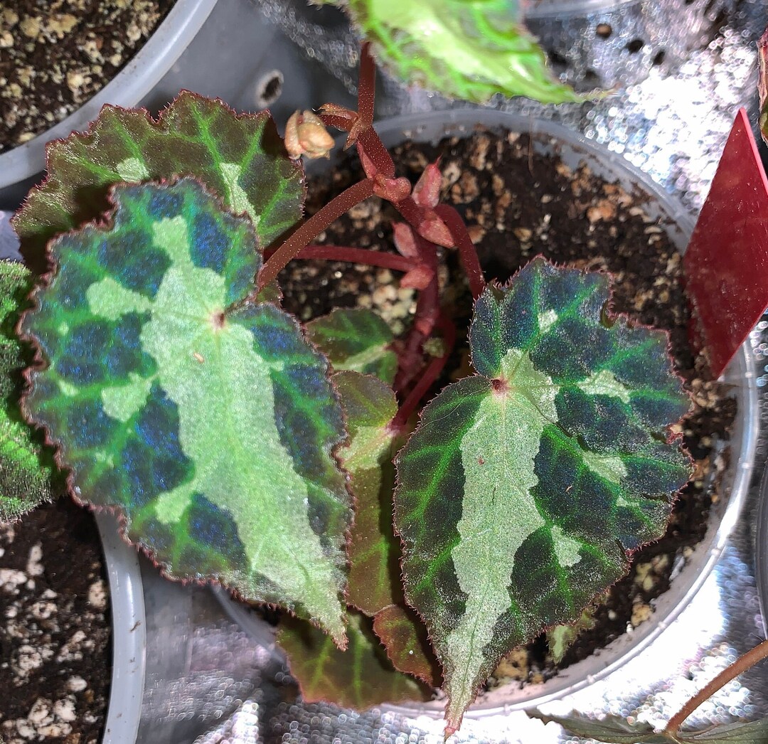 SEEDS - Begonia Colorata - Etsy
