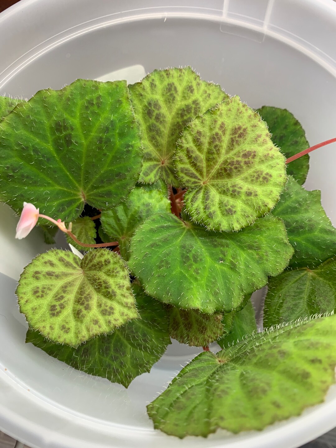 SEEDS - Begonia Tagbanua - Etsy