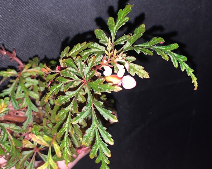 Begonia Polilloensis (LIVE PLANT) - Etsy