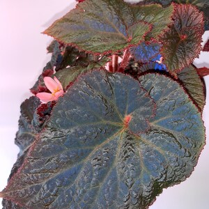 Begonia 'midnight Magic' LIVE PLANT - Etsy