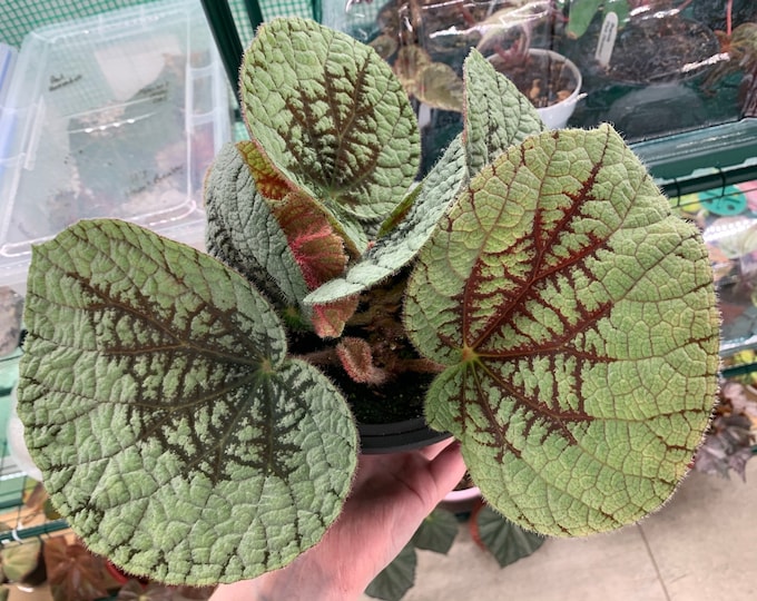 Begonia U664 (LIVE PLANT) - Etsy